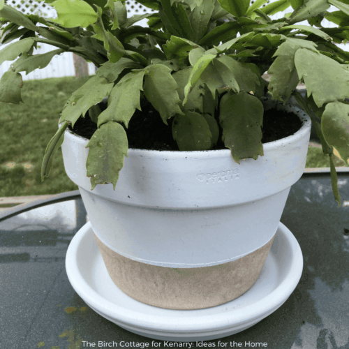 An Easy Flower Pot Makeover With Two-Tone Paint - Ideas for the Home